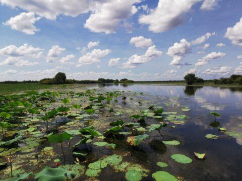 Fogg Dam - Australia 2001 Travel